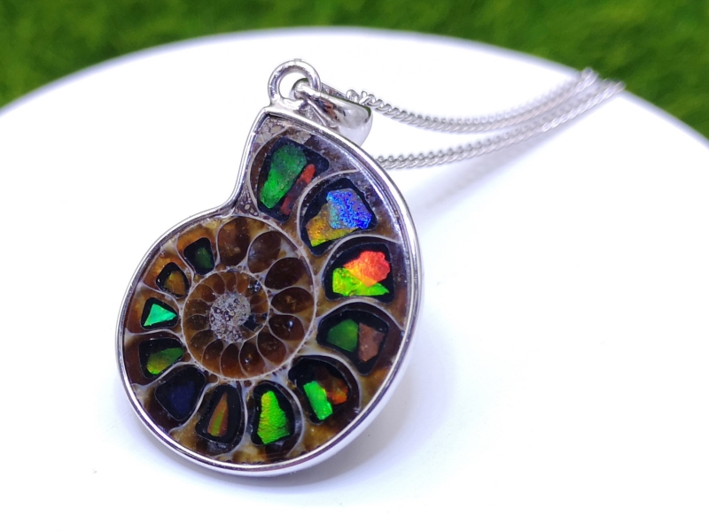 Ammolite in Ammonite Shell Pendant (B)